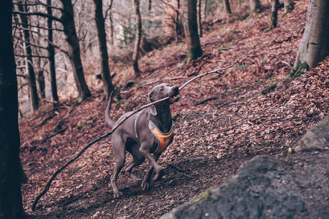 How to Maintain Dog Safety In the Car - headlights.com